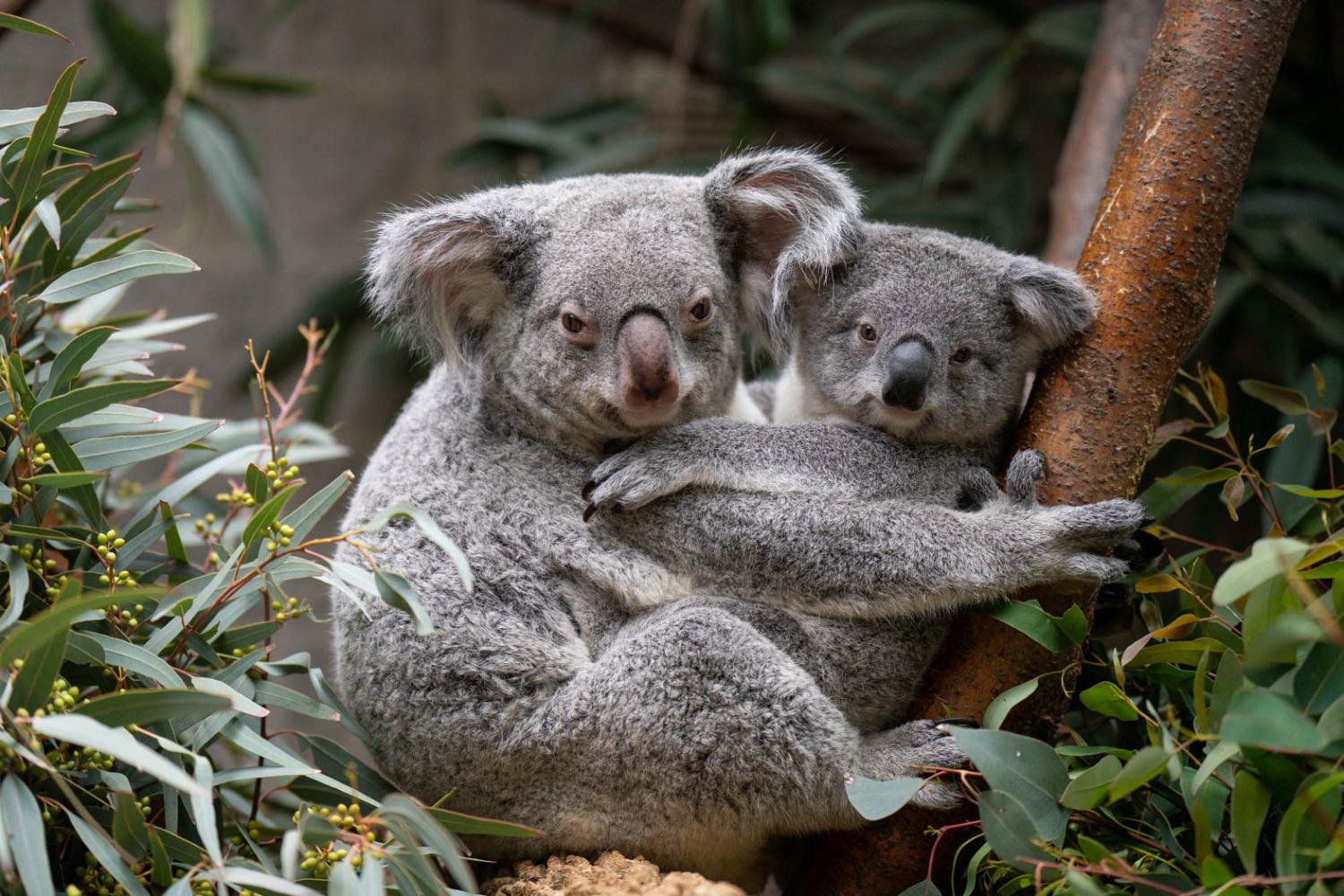 Exploring the Columbus Zoo's Koala Family: A Close Look at Our Fuzziest Residents | Columbus Zoo ...